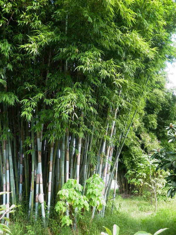 Plantas de Bambusa chungii (Bambú Azul Tropical)