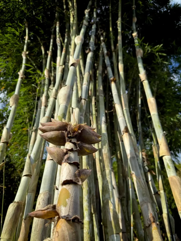 Plantas de Bambusa polymorpha (Bambú Birmano)