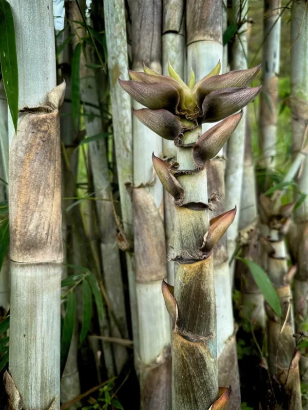 Plantas de Bambusa polymorpha (Bambú Birmano)