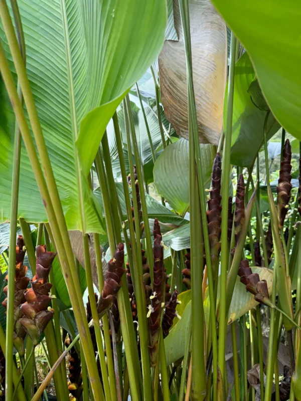 Plantas de Calathea lutea (Bijao) - Guadua Bamboo SAS