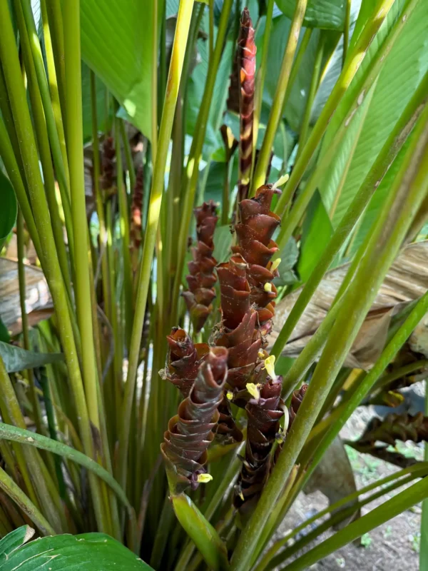 Plantas de Calathea lutea (Bijao) - Guadua Bamboo SAS