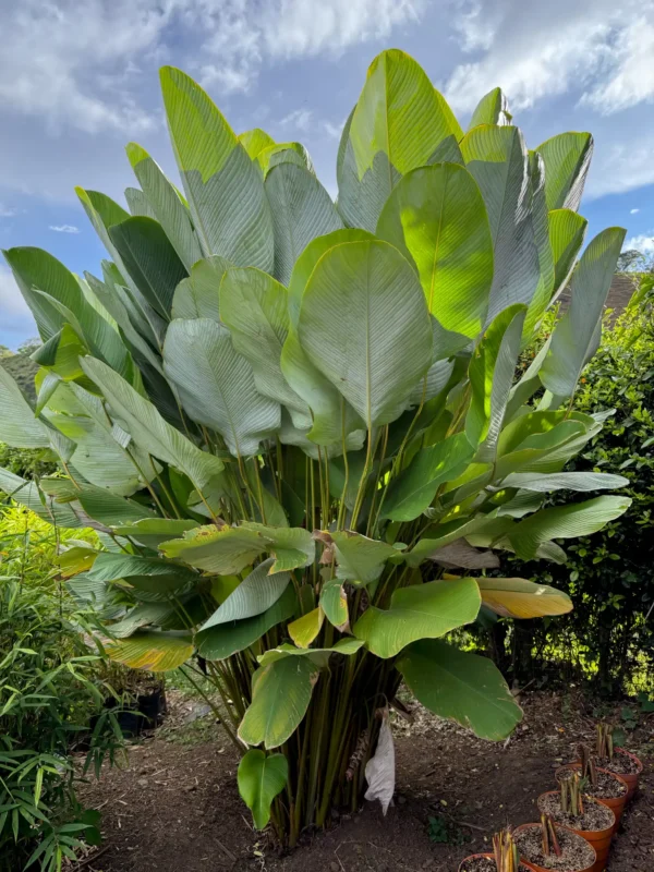Plantas de Calathea lutea (Bijao) - Guadua Bamboo SAS