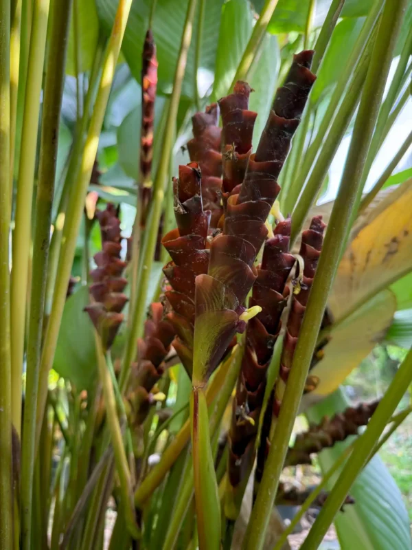 Plantas de Calathea lutea (Bijao) - Guadua Bamboo SAS