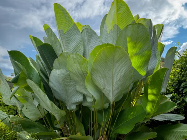 Plantas de Calathea lutea (Bijao) - Guadua Bamboo SAS