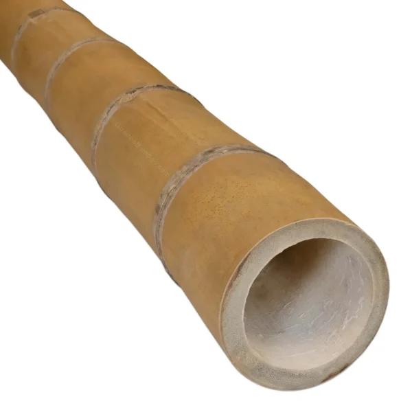 Guadua Rolliza Ø 11-13 cm (6 m) Tipo Exportación - Guadua Bamboo SAS