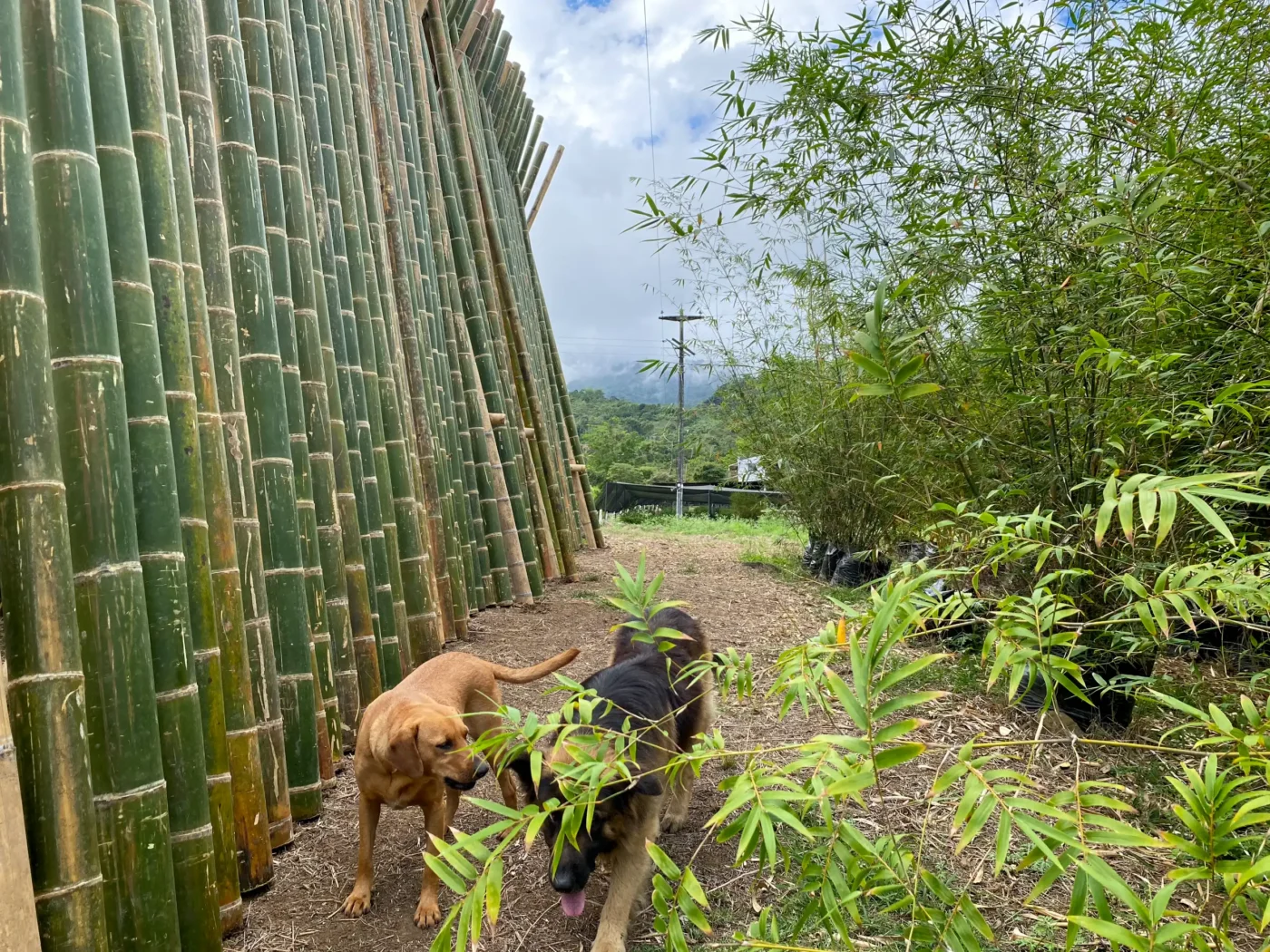 Guadua Bamboo - Expertos en el Bambú más Fuerte del Mundo