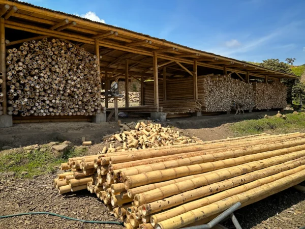 Guadua Rolliza Ø 9-11 cm (6 m) Tipo Exportación - Guadua Bamboo SAS
