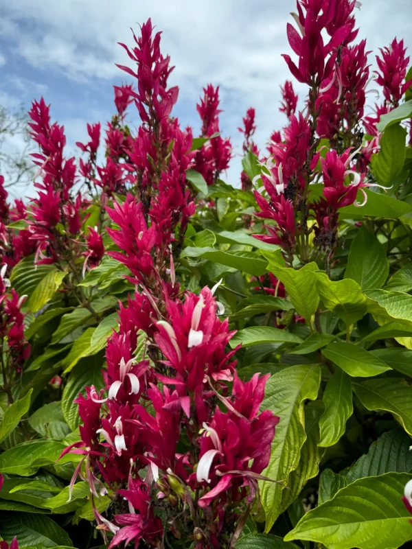 Plantas de Megaskepasma erythrochlamys (Manto Rojo)