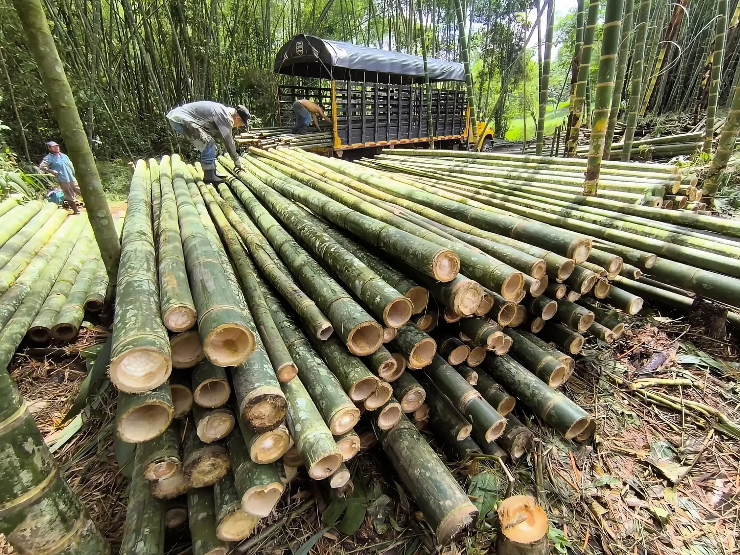 Venta de Guadua Cruda al por Mayor en Colombia